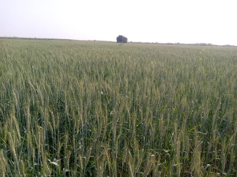 20 acre (160 kanals)* agriculture land is available for sale in Fort ...