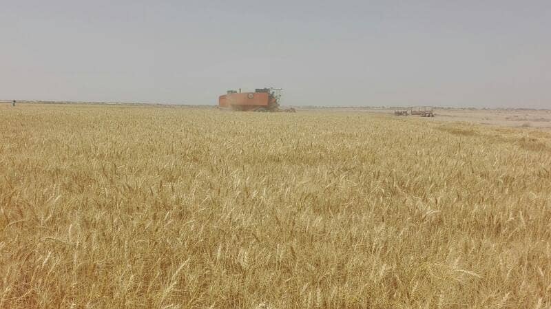 20 acre (160 kanals)* agriculture land is available for sale in Fort ...
