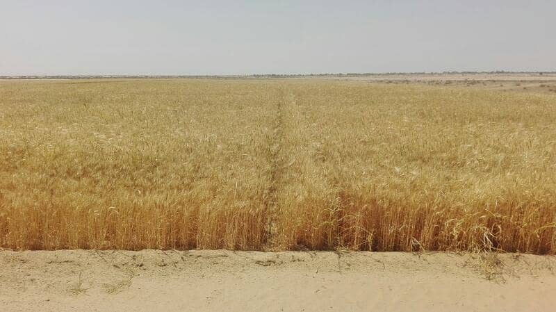 20 acre (160 kanals)* agriculture land is available for sale in Fort ...