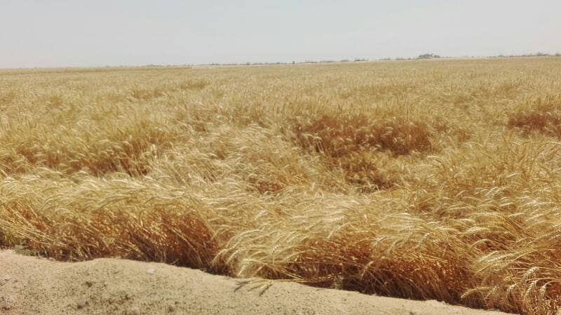 20 acre (160 kanals)* agriculture land is available for sale in Fort ...