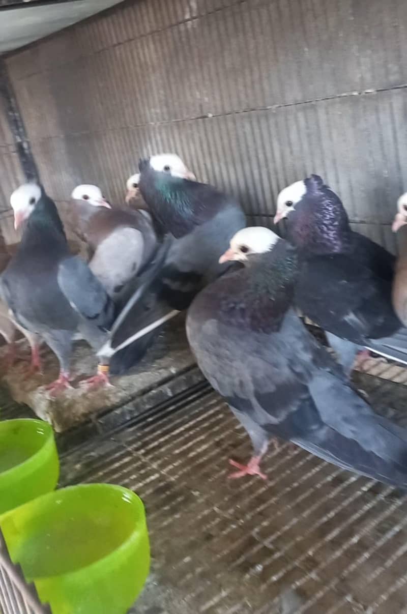 german Mukhi /Homer white /blue bar pairs available fancy peigon bird ...