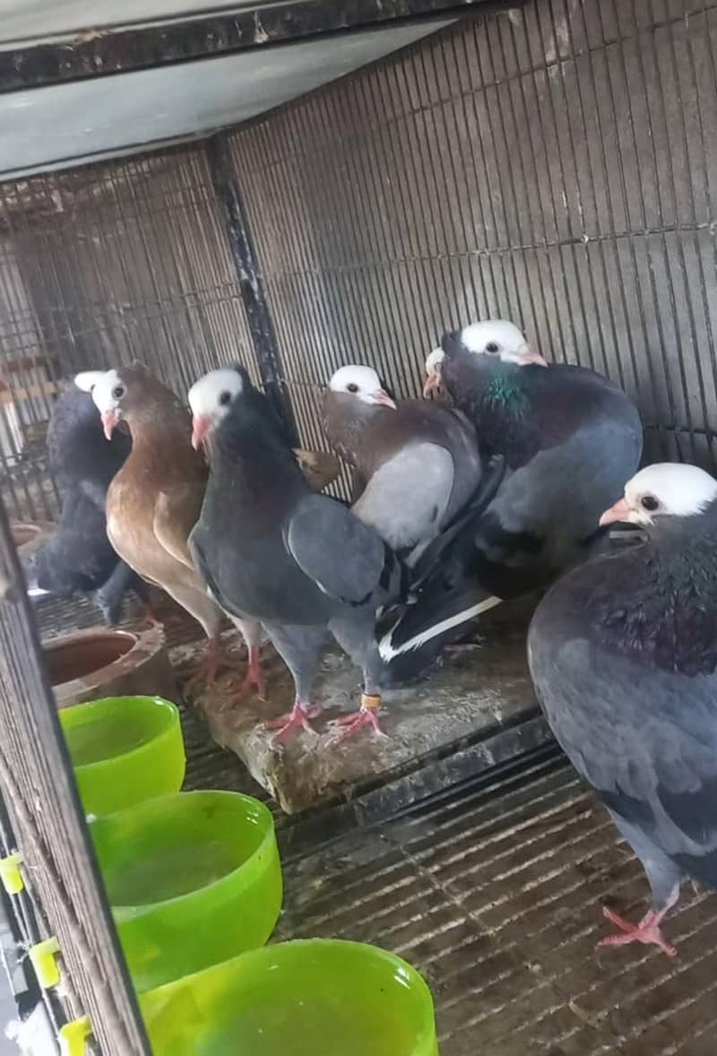 german Mukhi /Homer white /blue bar pairs available fancy peigon bird ...