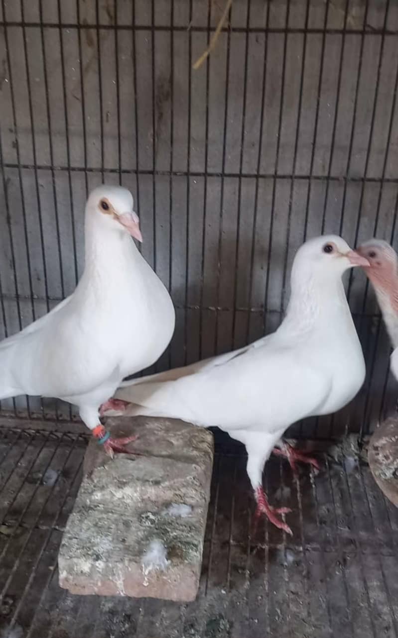 german Mukhi /Homer white /blue bar pairs available fancy peigon bird ...