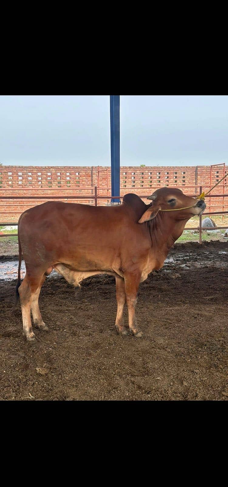 Premeiur animals starting from 3 lakh to 5 lakh - Bulls - 1114567008