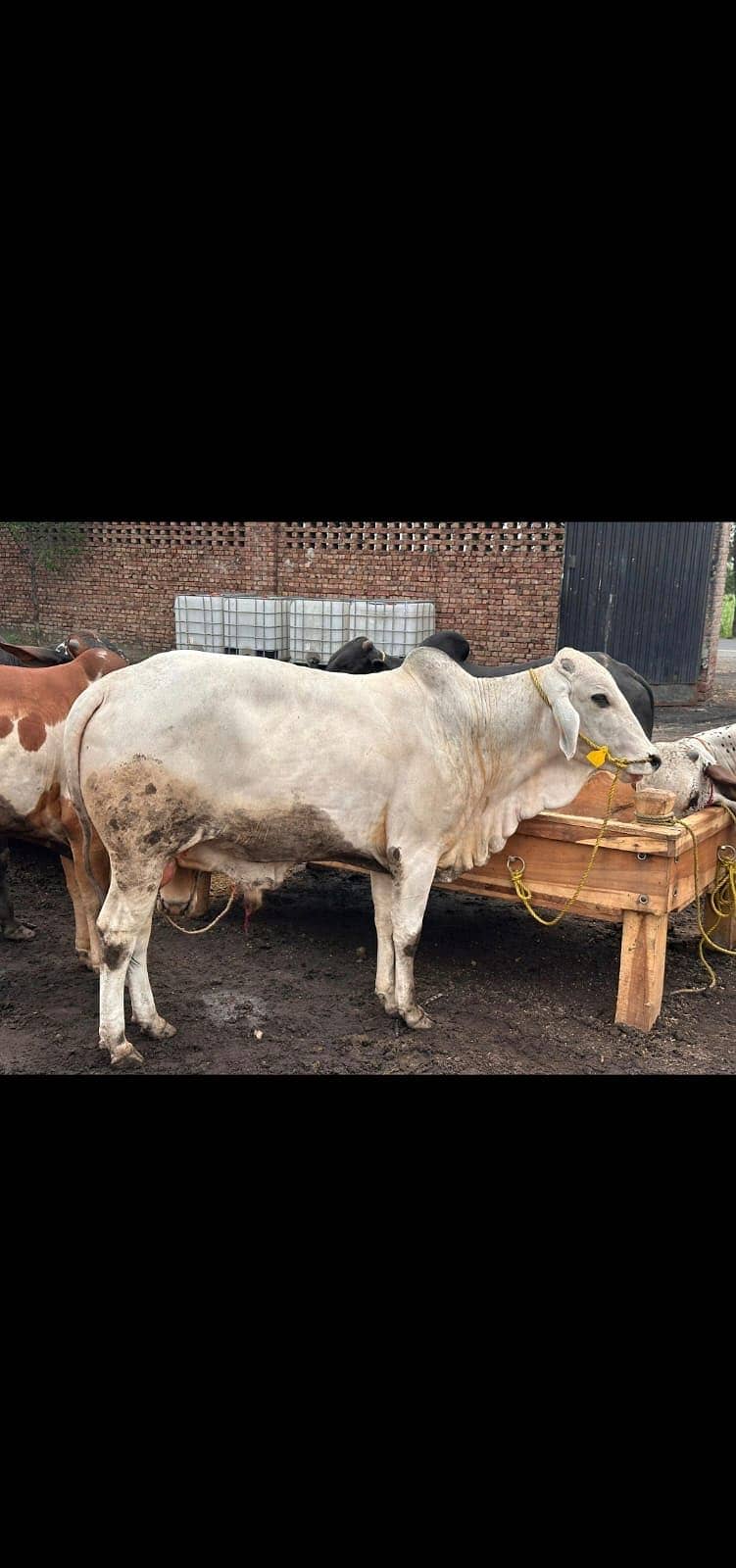 Premeiur animals starting from 3 lakh to 5 lakh - Bulls - 1114567008
