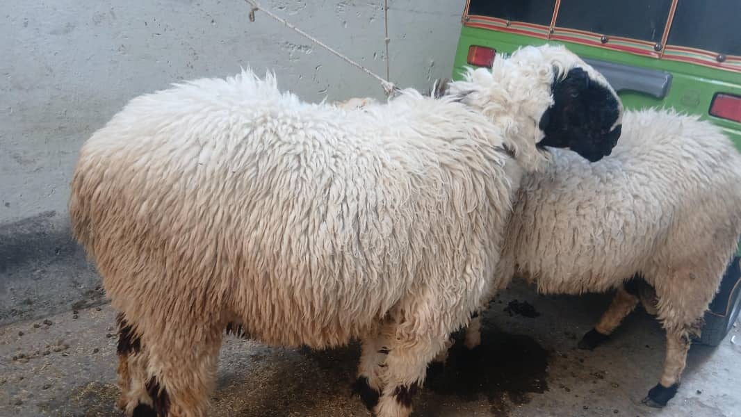 bakra for eid gr k pally hoy ha - Other Birds - 1114599126