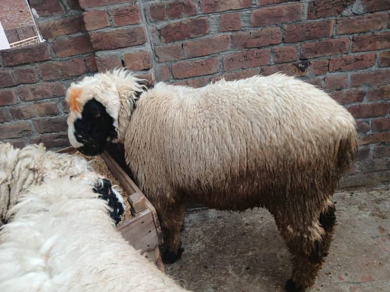 bakra for eid gr k pally hoy ha - Other Birds - 1114599126