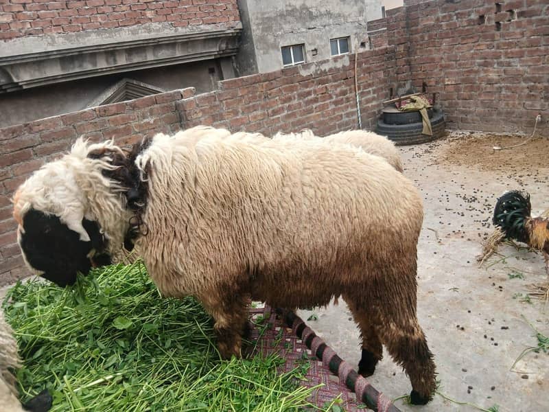 bakra for eid gr k pally hoy ha - Other Birds - 1114599126