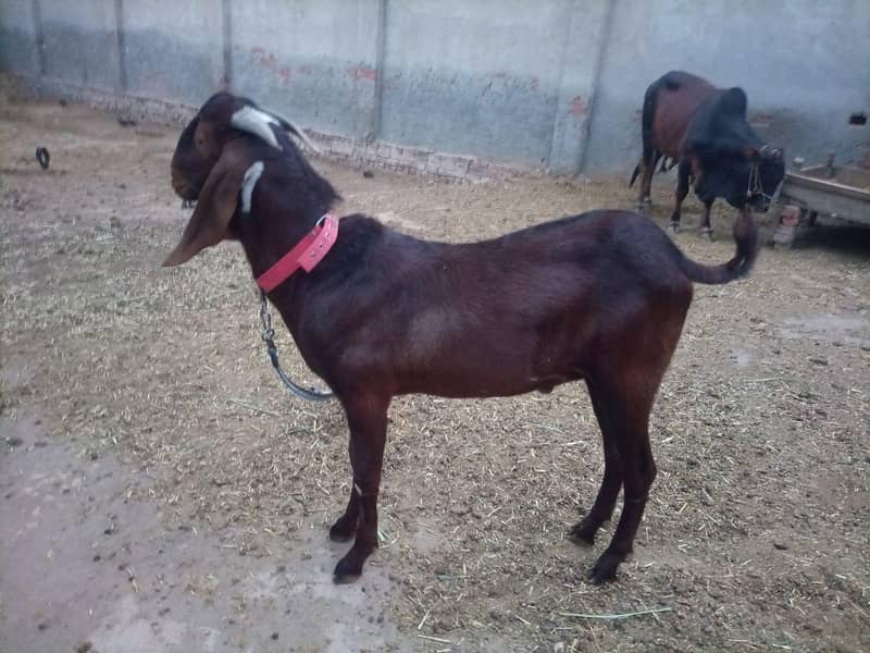 Beautiful pair of premium Dasi Bakray - Goats - 1114692759