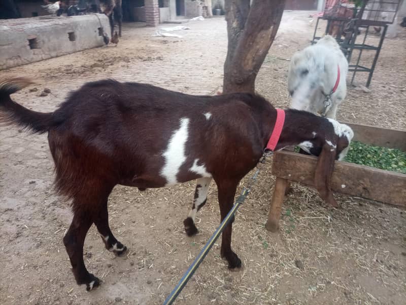 Beautiful pair of premium Dasi Bakray - Goats - 1114692759