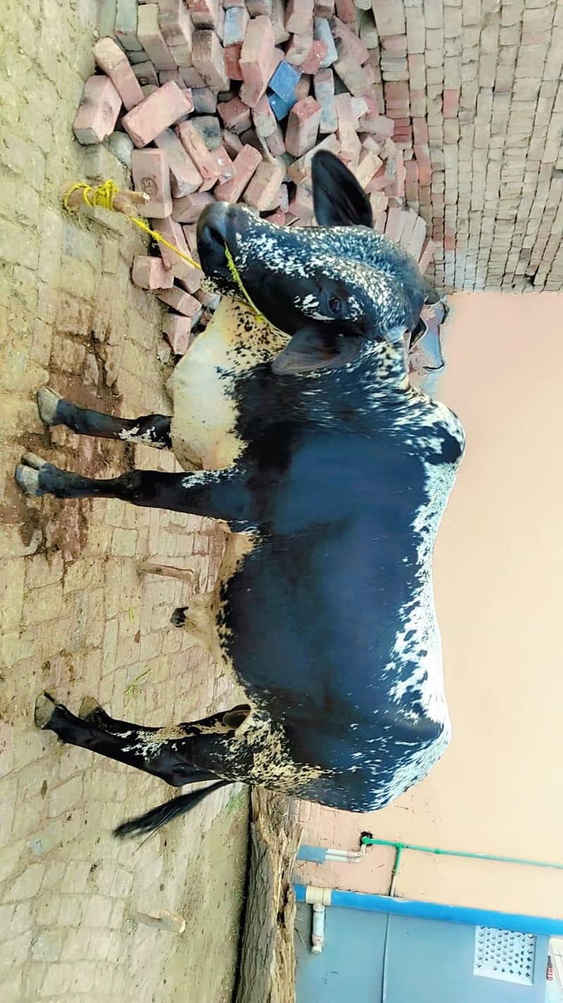 Bull For Sale - Bulls - 1114816763