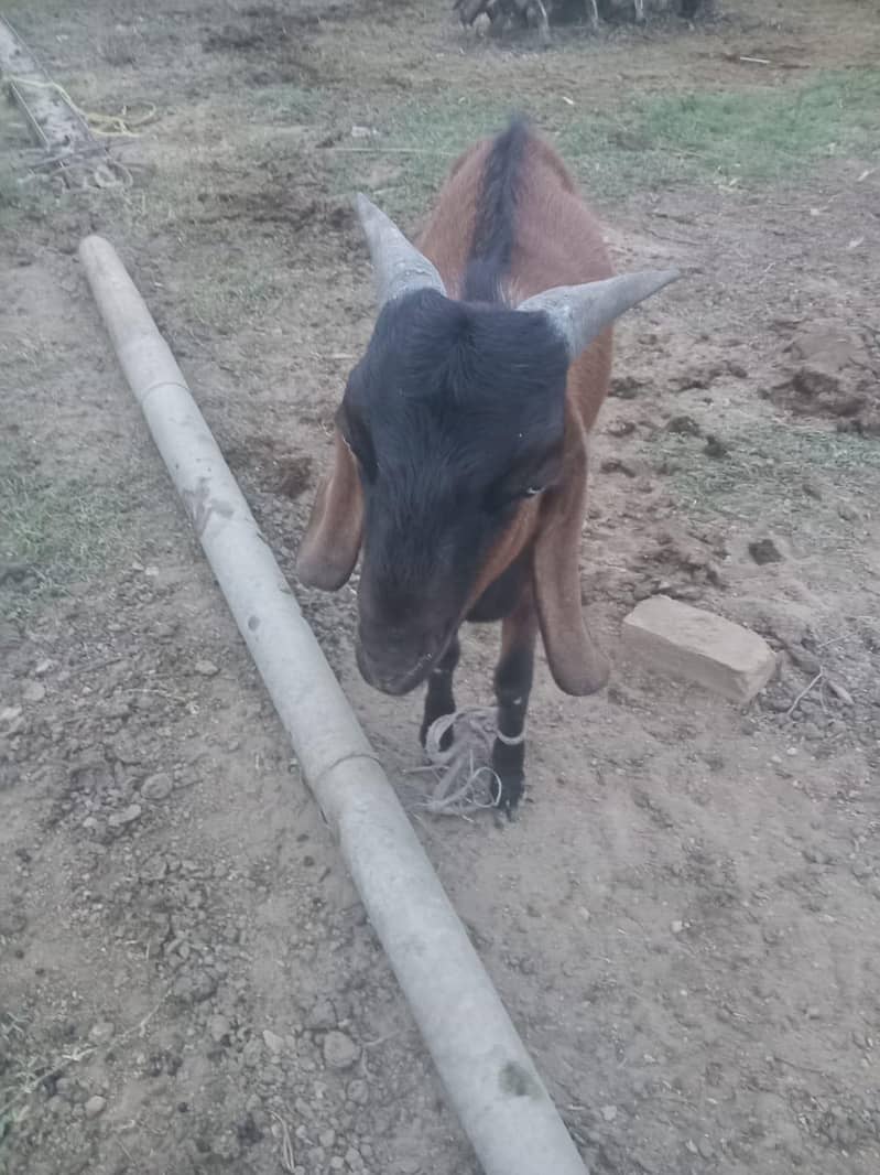 bakra qurbani 03464142420 - Goats - 1114856542