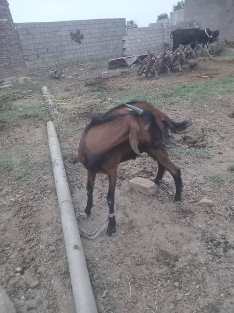 bakra qurbani 03464142420 - Goats - 1114856542