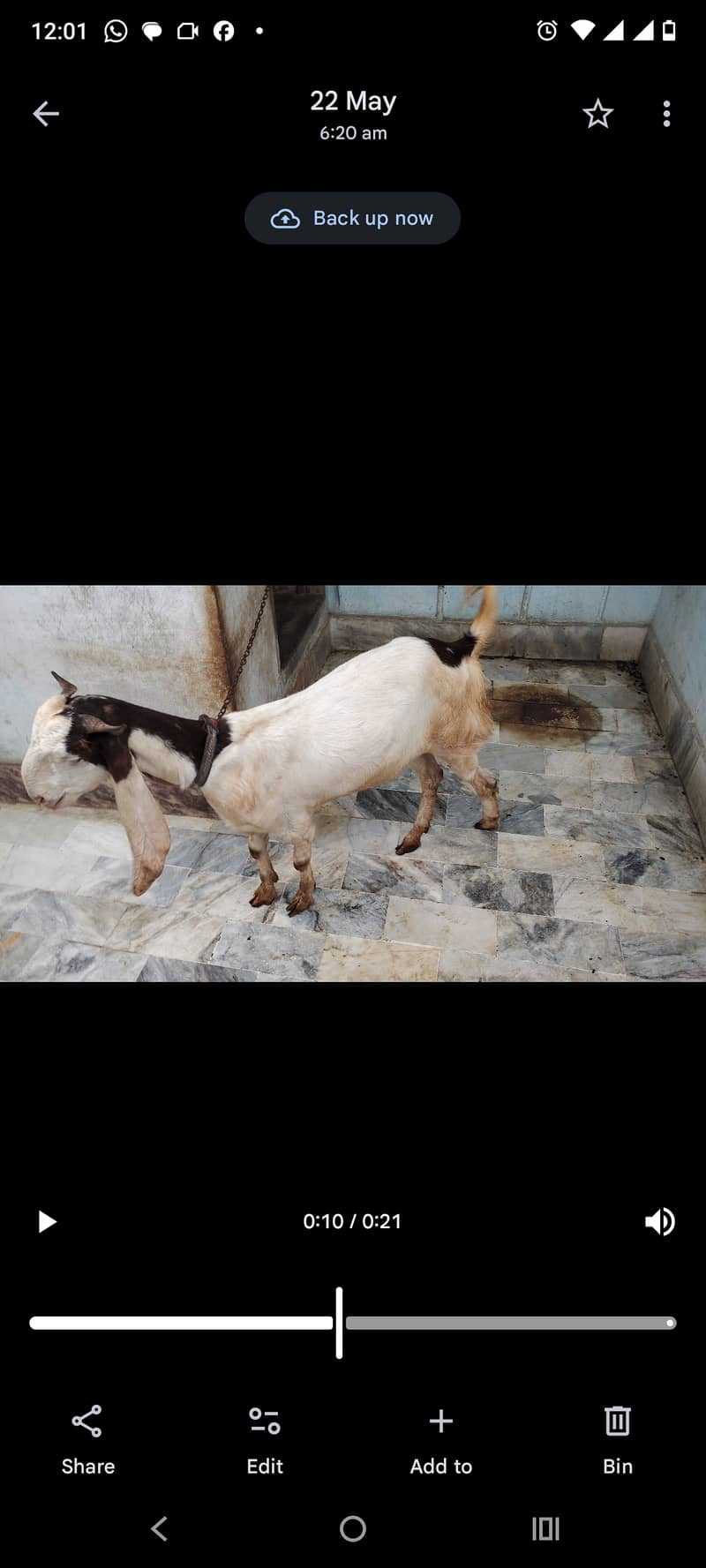 Goat for Qurbani - Goats - 1114856559