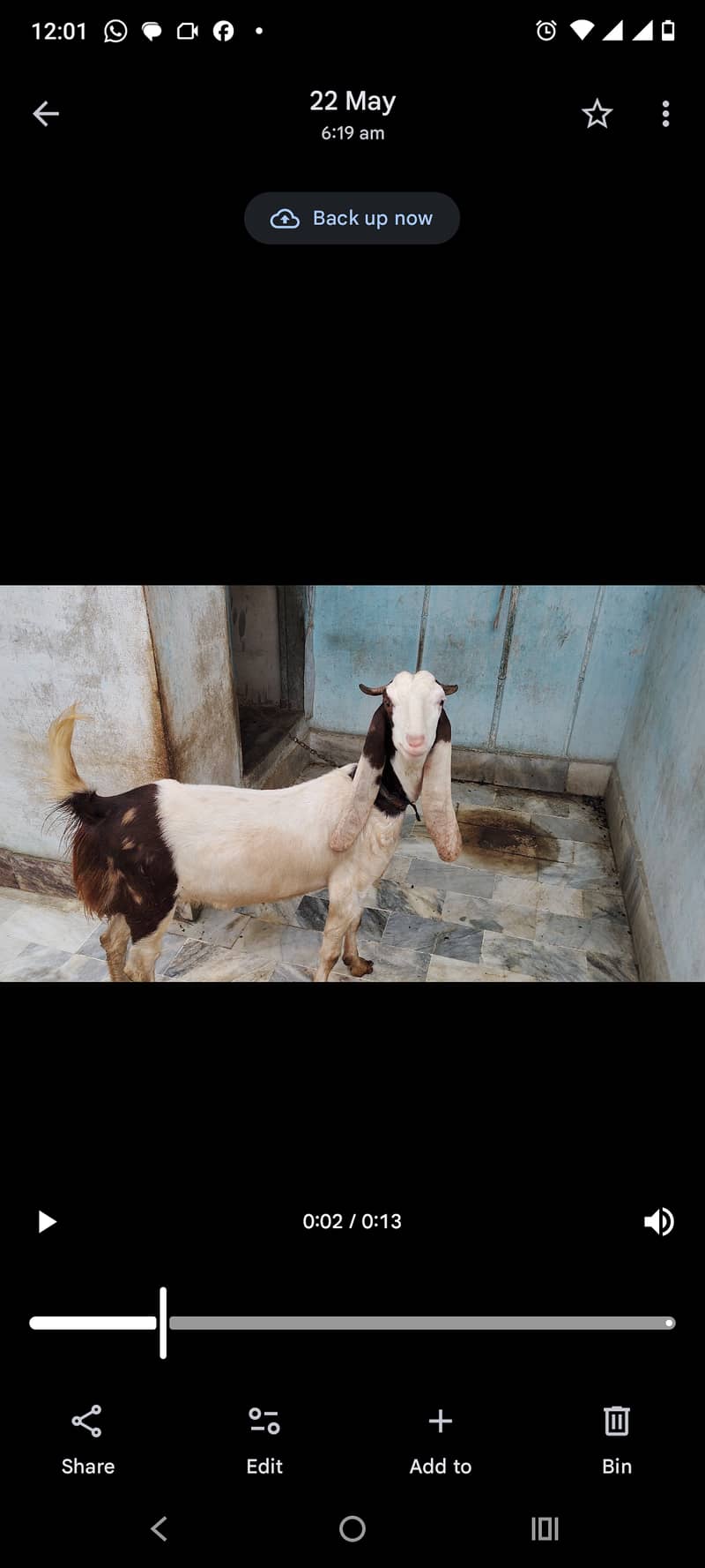Goat for Qurbani - Goats - 1114856559