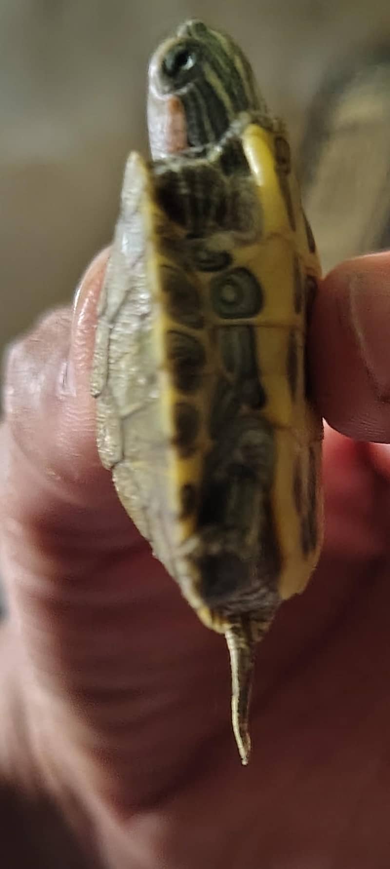 Red eared slider turtle - Other Animals - 1114888256