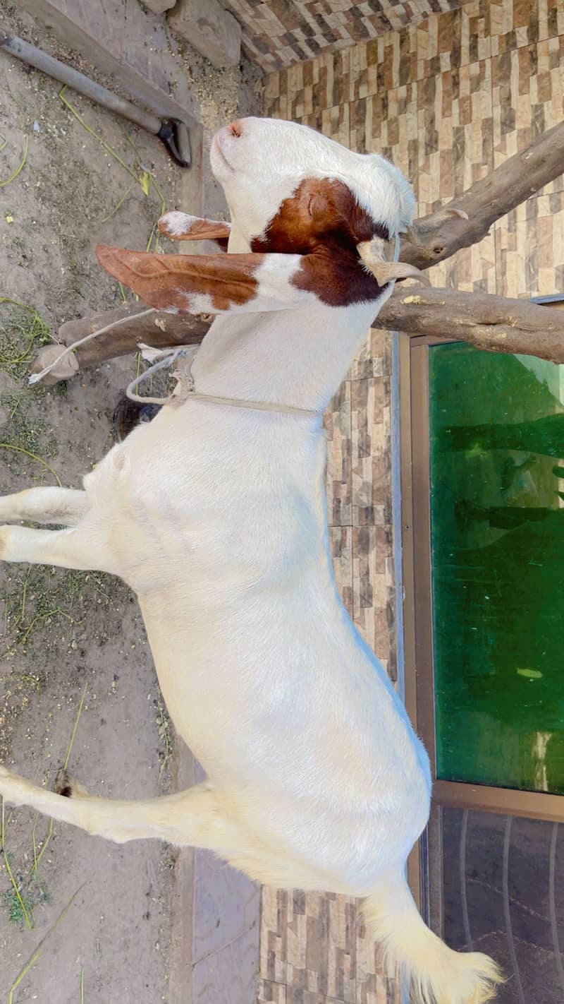 Bakra fos sale desi - Goats - 1114902256