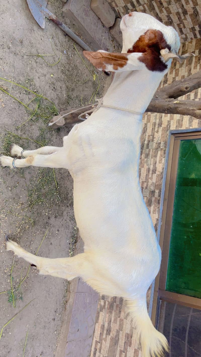 Bakra fos sale desi - Goats - 1114902256