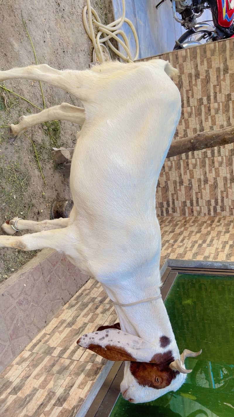 Bakra fos sale desi - Goats - 1114902256