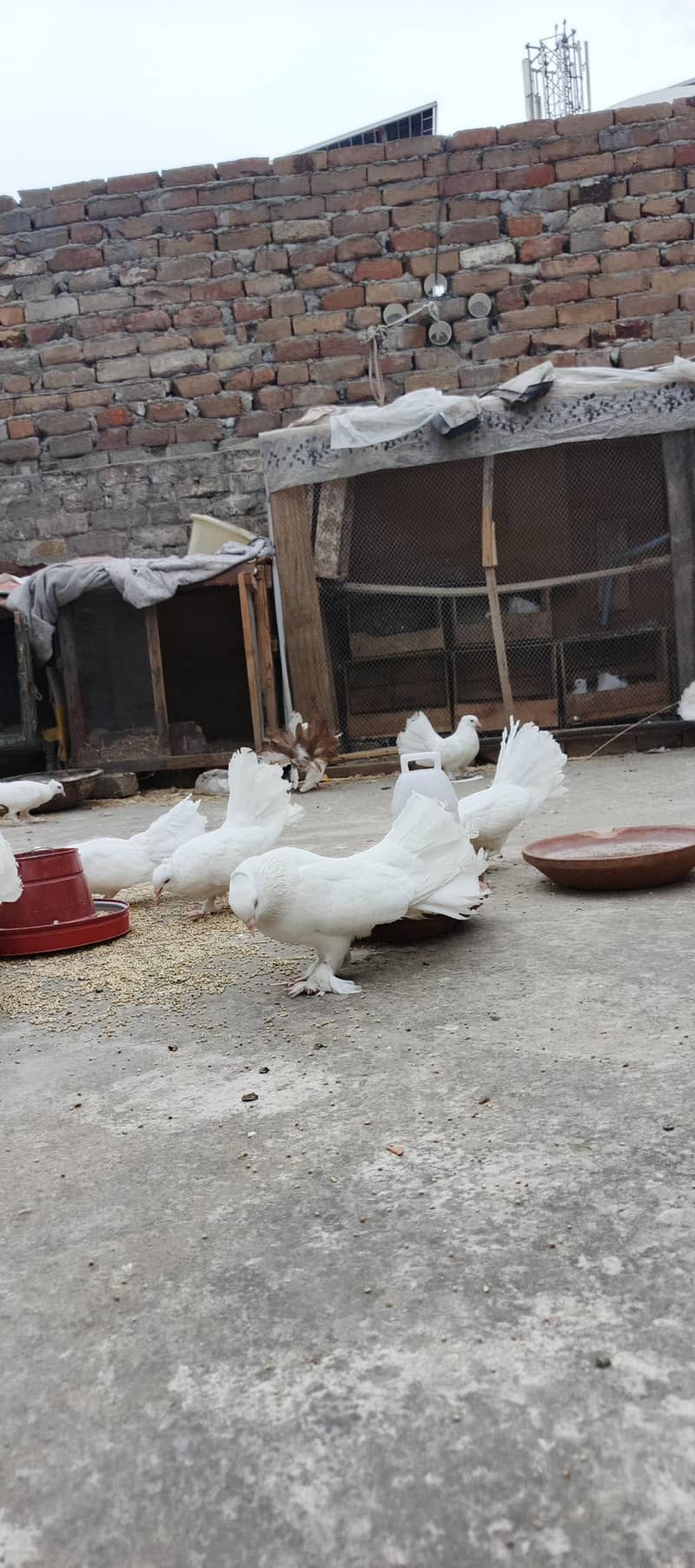 Laka fancy birds for sale all white colour urgent sale - Pigeons ...