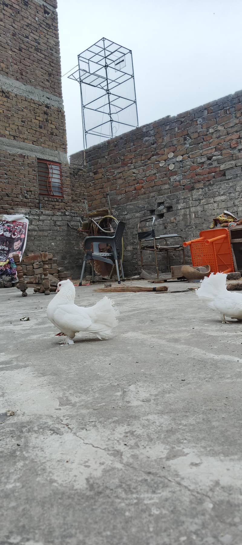 Laka fancy birds for sale all white colour urgent sale - Pigeons ...