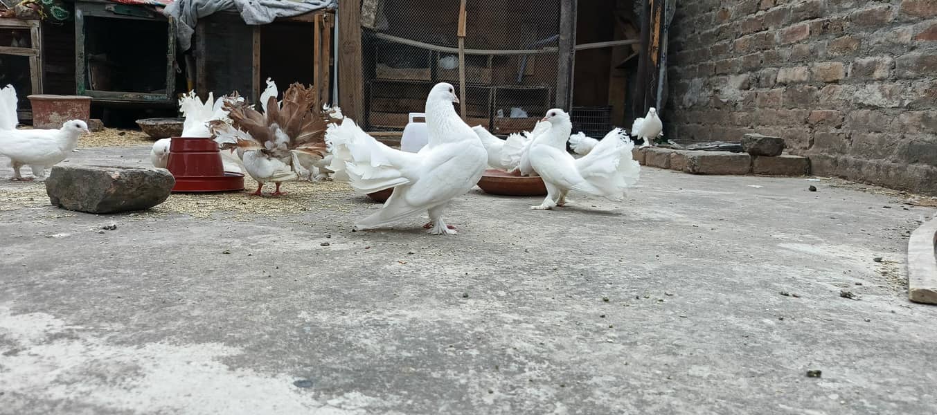 Laka fancy birds for sale all white colour urgent sale - Pigeons ...