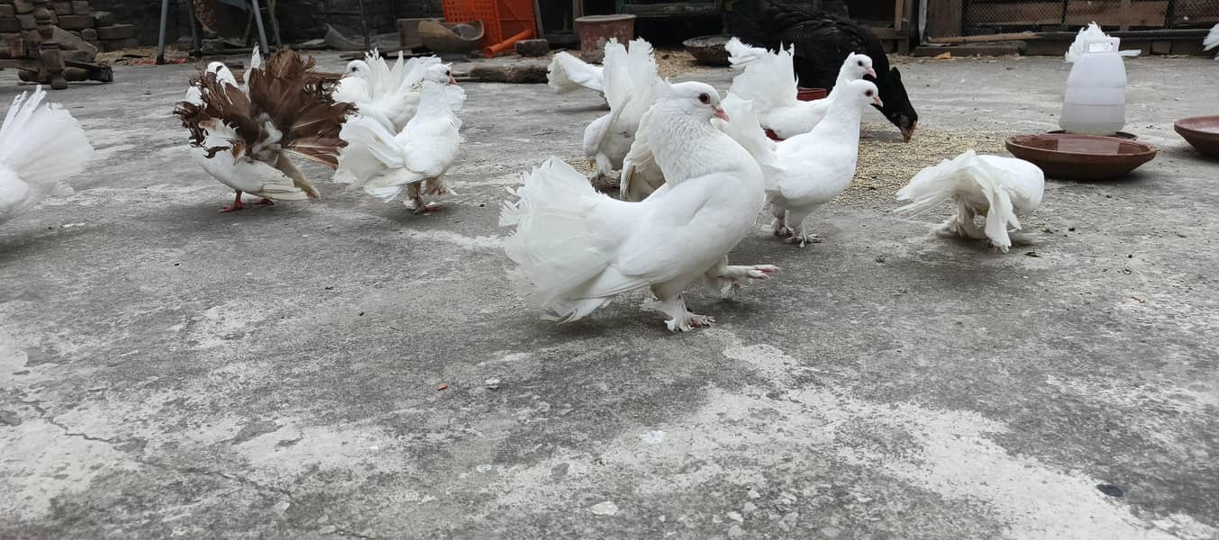 Laka fancy birds for sale all white colour urgent sale - Pigeons ...