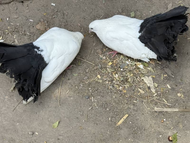 3 black tail or 7 Sharazi piece for sale and cage be saith ha - Pigeons ...