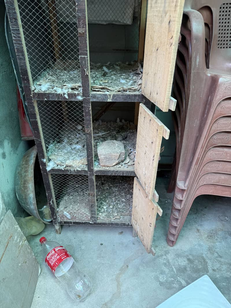 3 black tail or 7 Sharazi piece for sale and cage be saith ha - Pigeons ...
