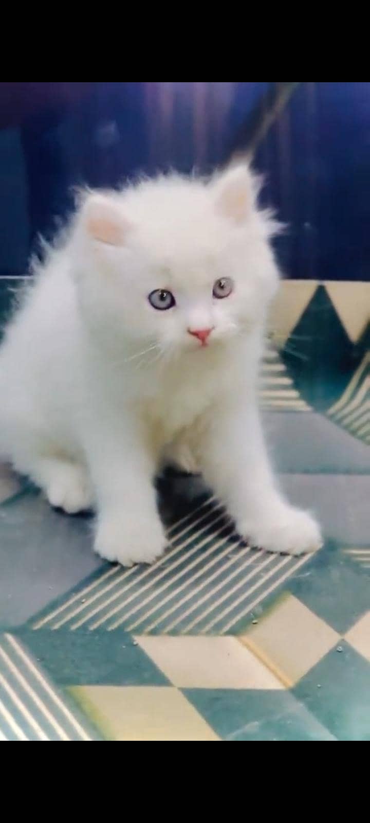 persian cat for sale MywatsapppNumber0348-55-58-176 - Cats - 1115010340