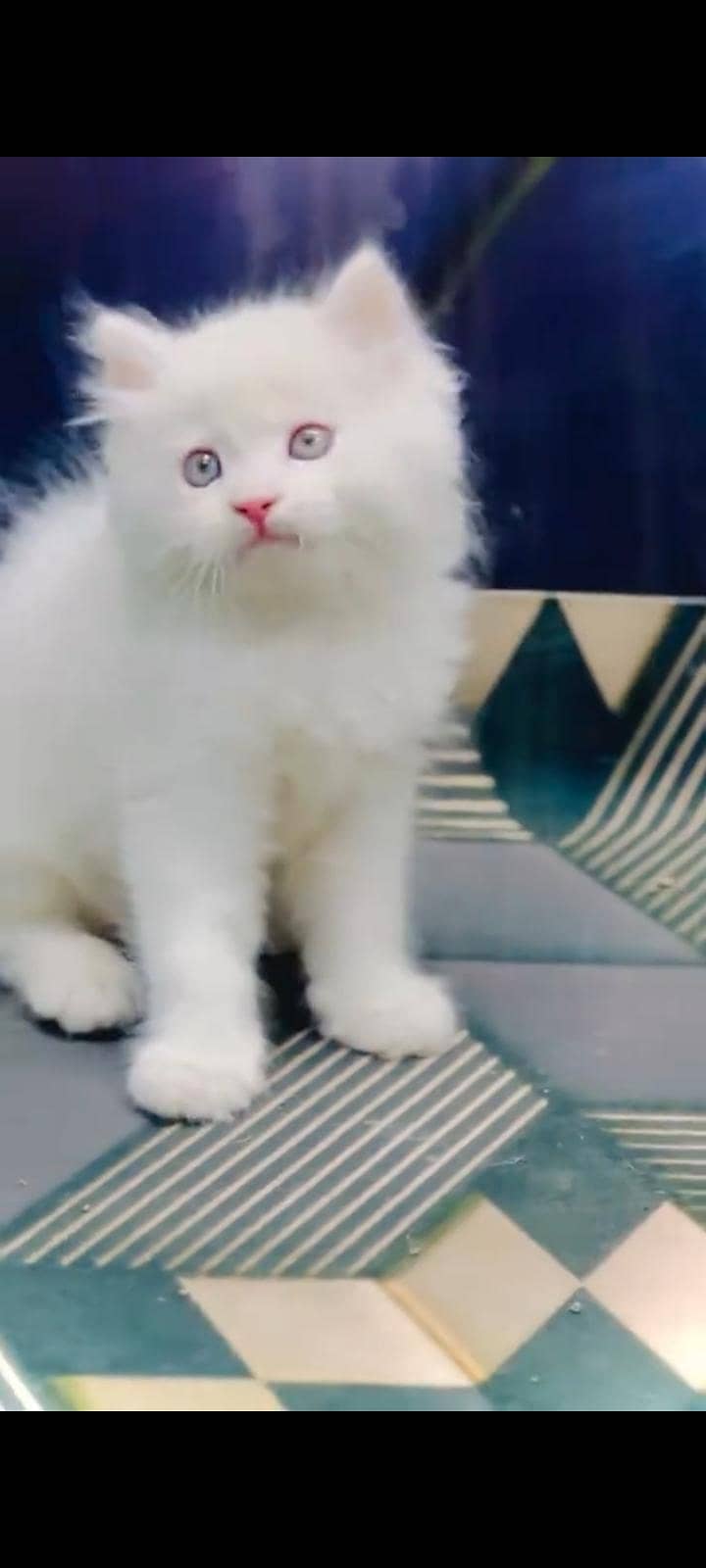 persian cat for sale MywatsapppNumber0348-55-58-176 - Cats - 1115010340