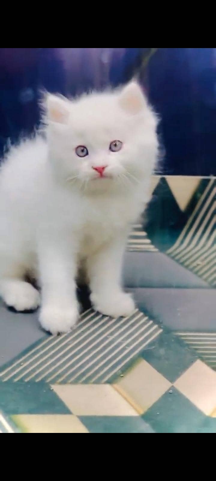 persian cat for sale MywatsapppNumber0348-55-58-176 - Cats - 1115010340