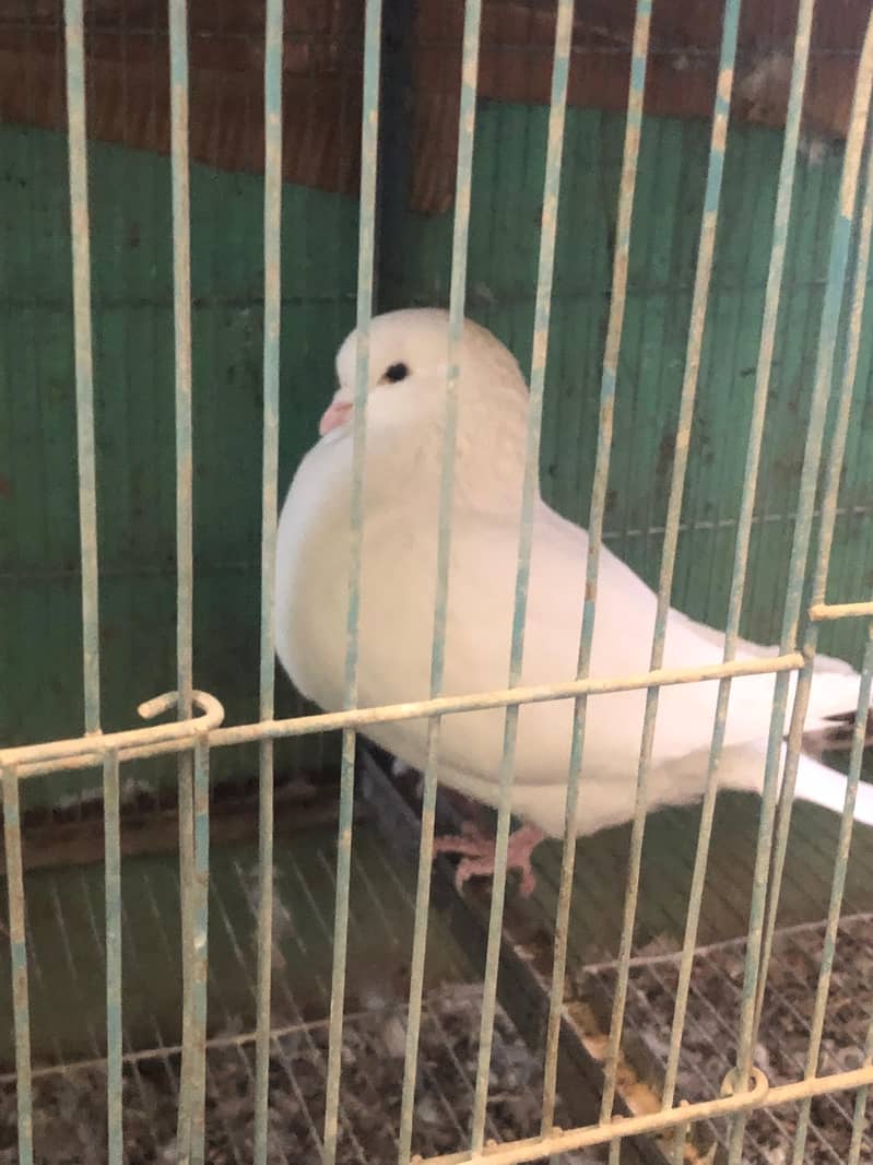 King pigeon - Pigeons - 1115016482