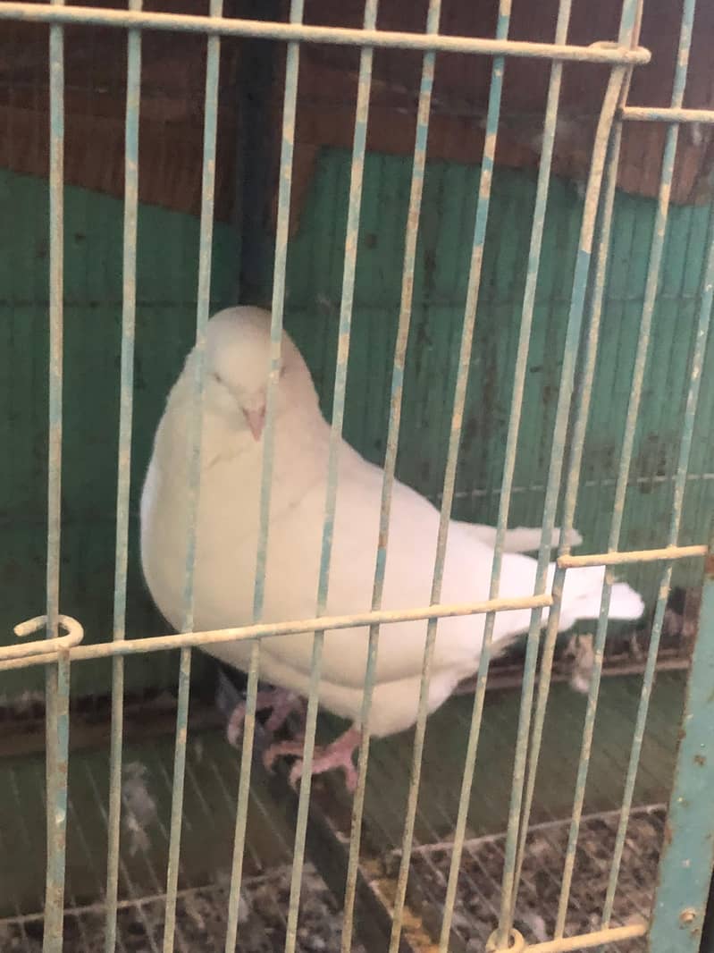 King pigeon - Pigeons - 1115016482