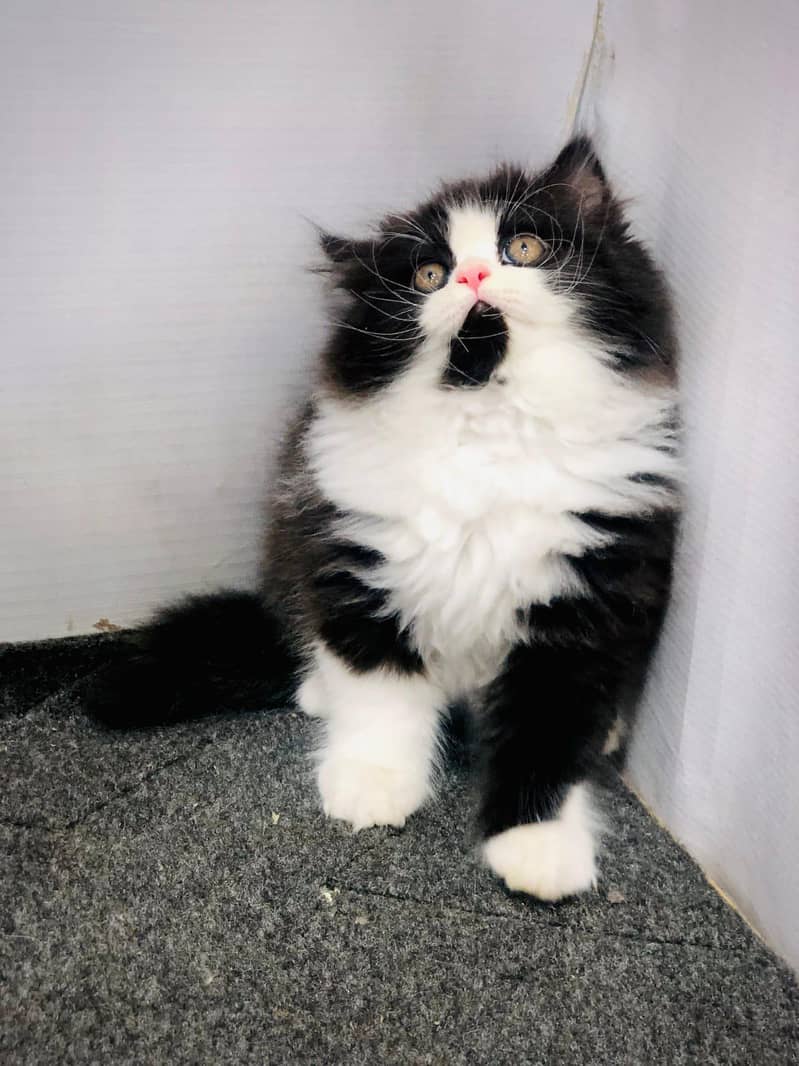 parshion kitten cat male and female British - Cats - 1115039047