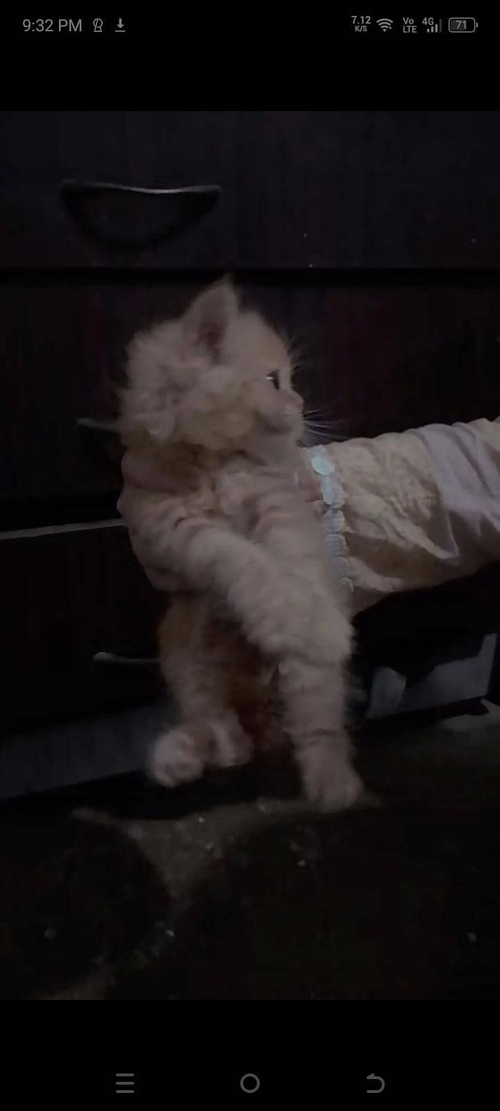 semipunch female kitten - Cats - 1115049925