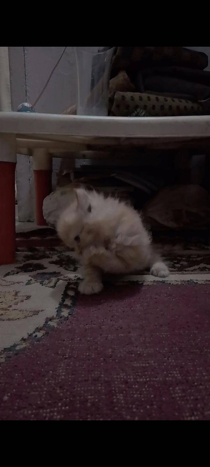 semipunch female kitten - Cats - 1115049925
