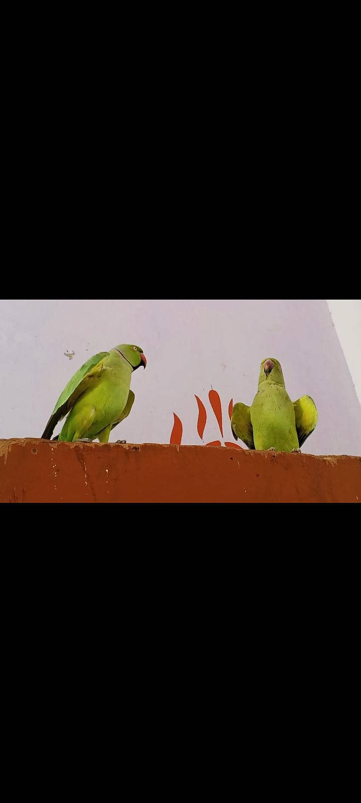 parrot - Parrots - 1115057875