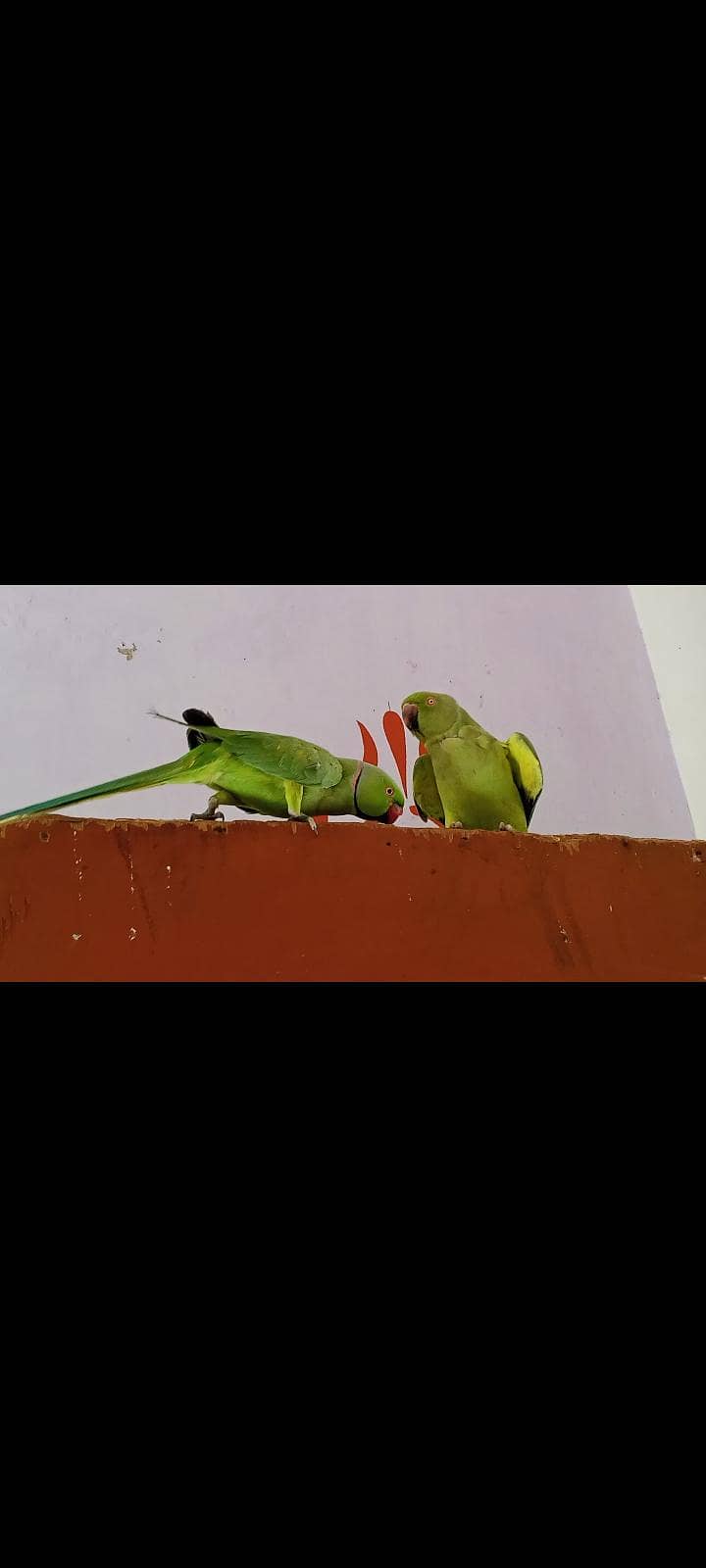 parrot - Parrots - 1115057875
