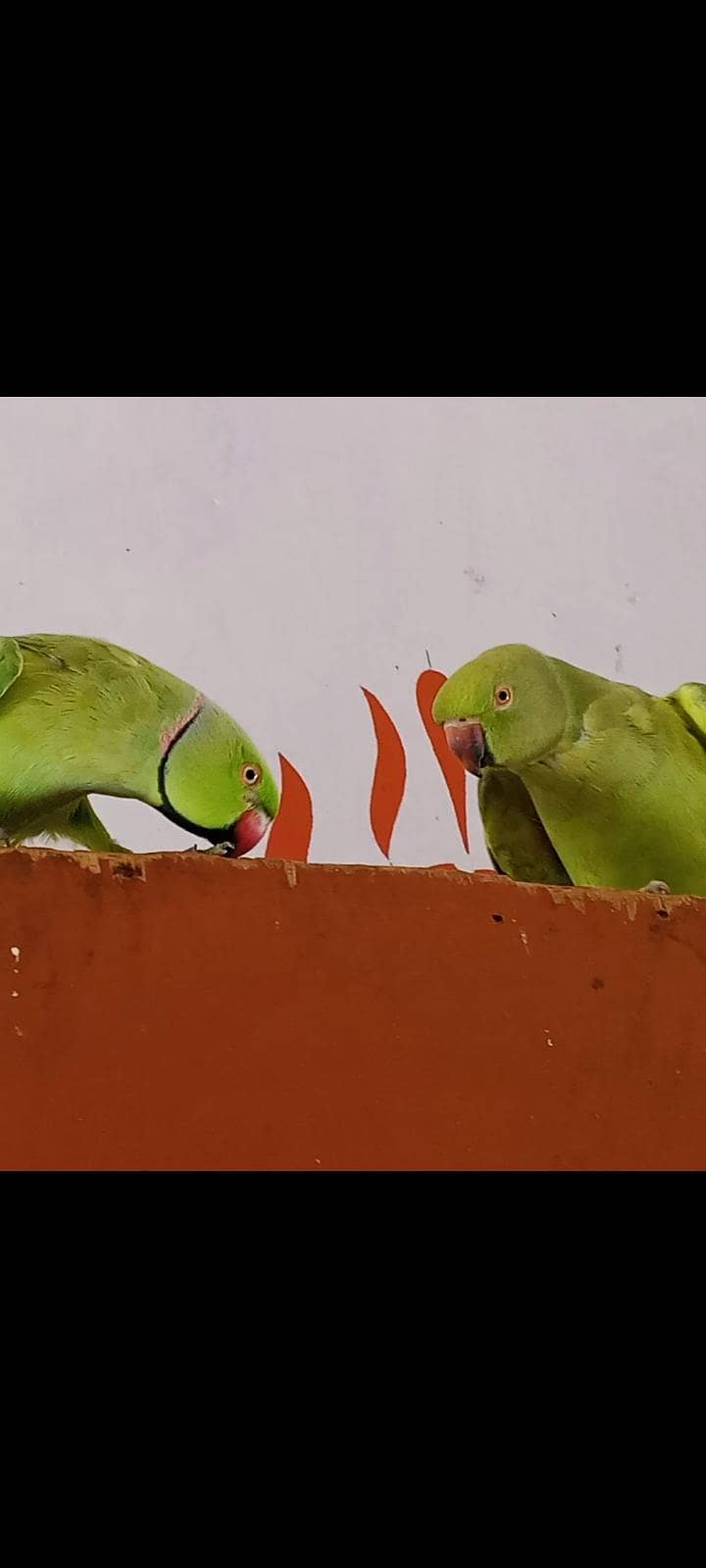 parrot - Parrots - 1115057875