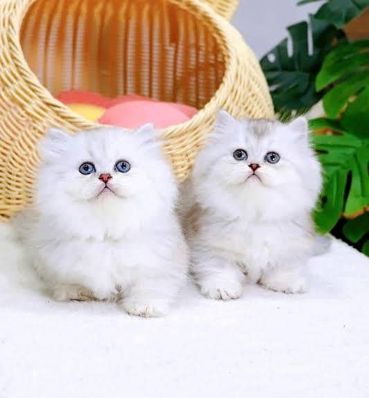 Persian kittens sana whatp 03188125506*€€£€= - Cats - 1115062330