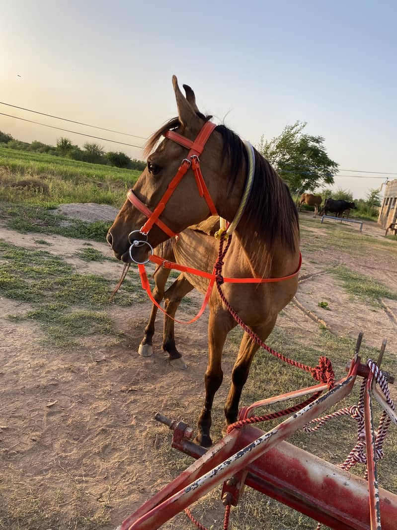 Ghorii for sale age 4 year badamii cooler 25 days ki cros hight 58 ...