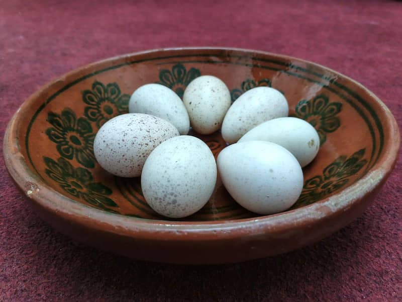 Turkey chicks and fertile eggs ! - Hens - 1115065178