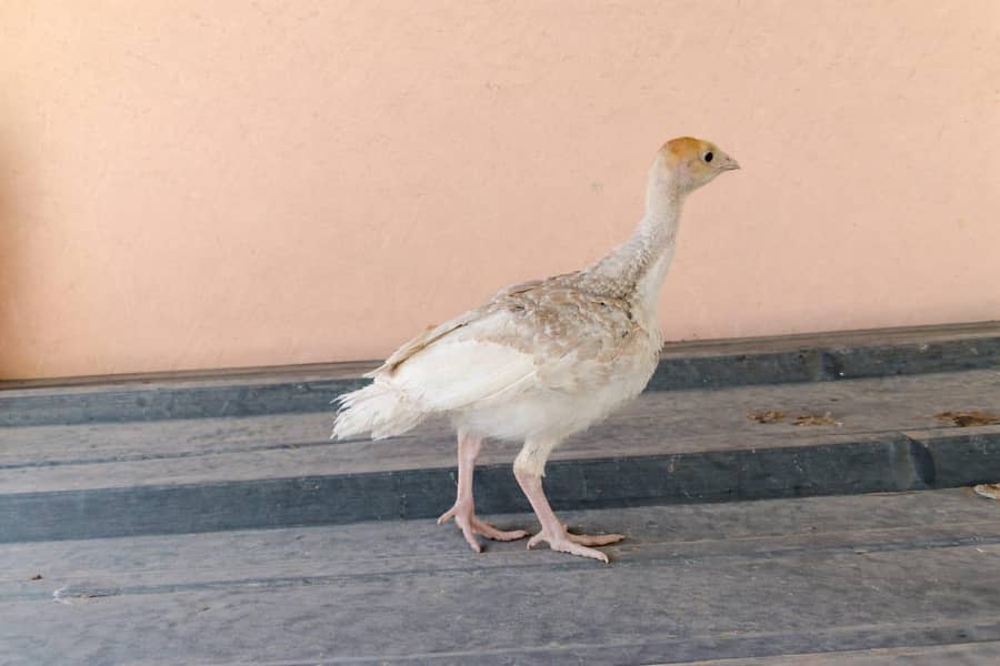 Turkey chicks and fertile eggs ! - Hens - 1115065178