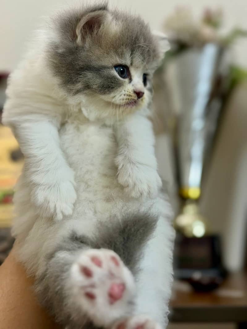 Quality Persian Punchface cat & kitten. moreWhatsApp 03286040437 - Cats ...