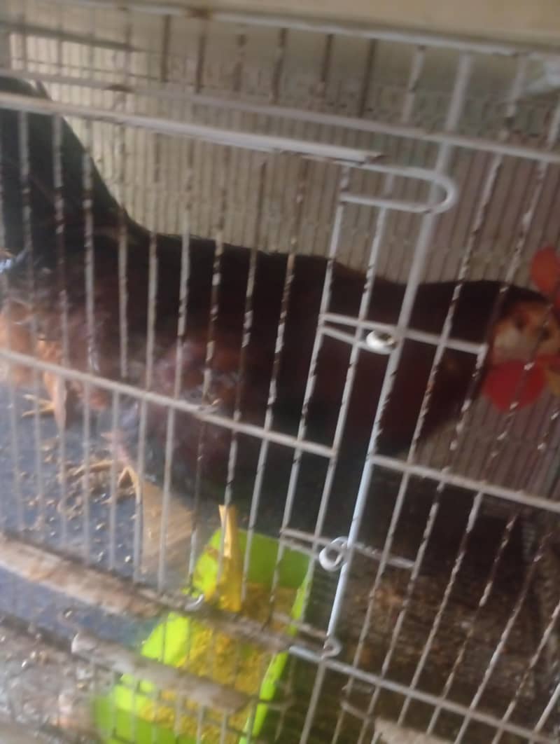 beautiful hen - Hens - 1115098644