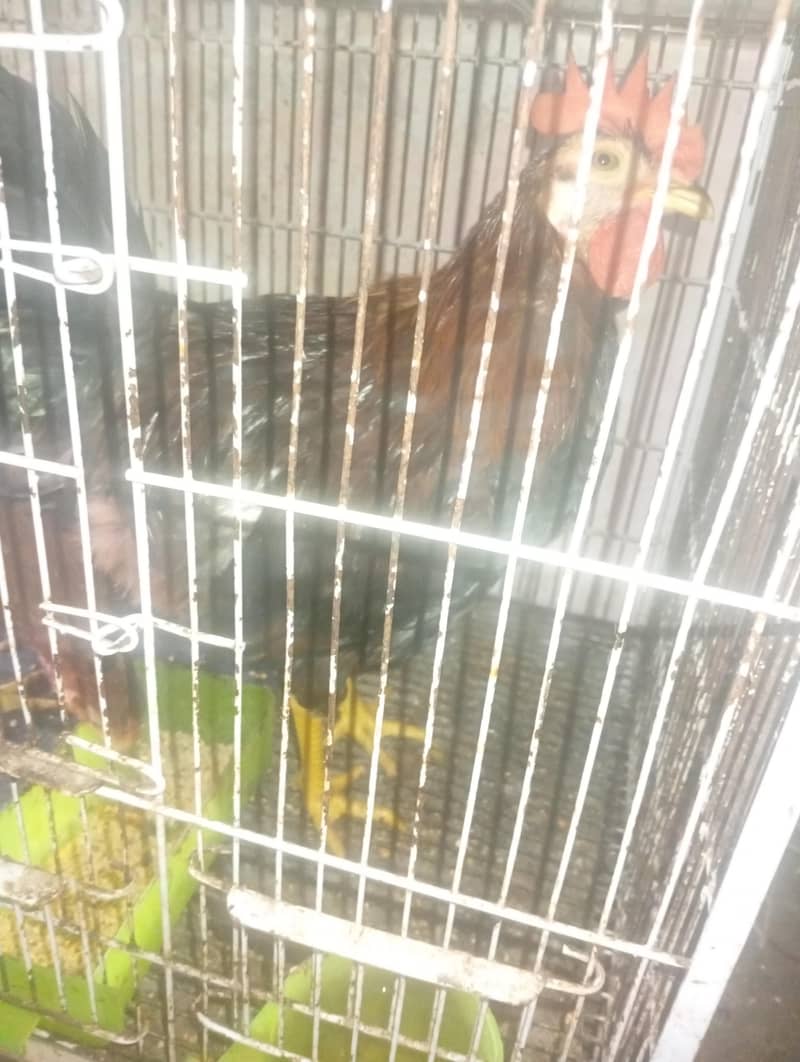 beautiful hen - Hens - 1115098644