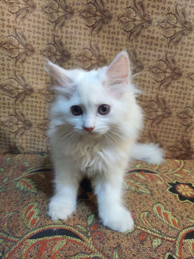 Persian kitten pair for sale - Cats - 1115100040
