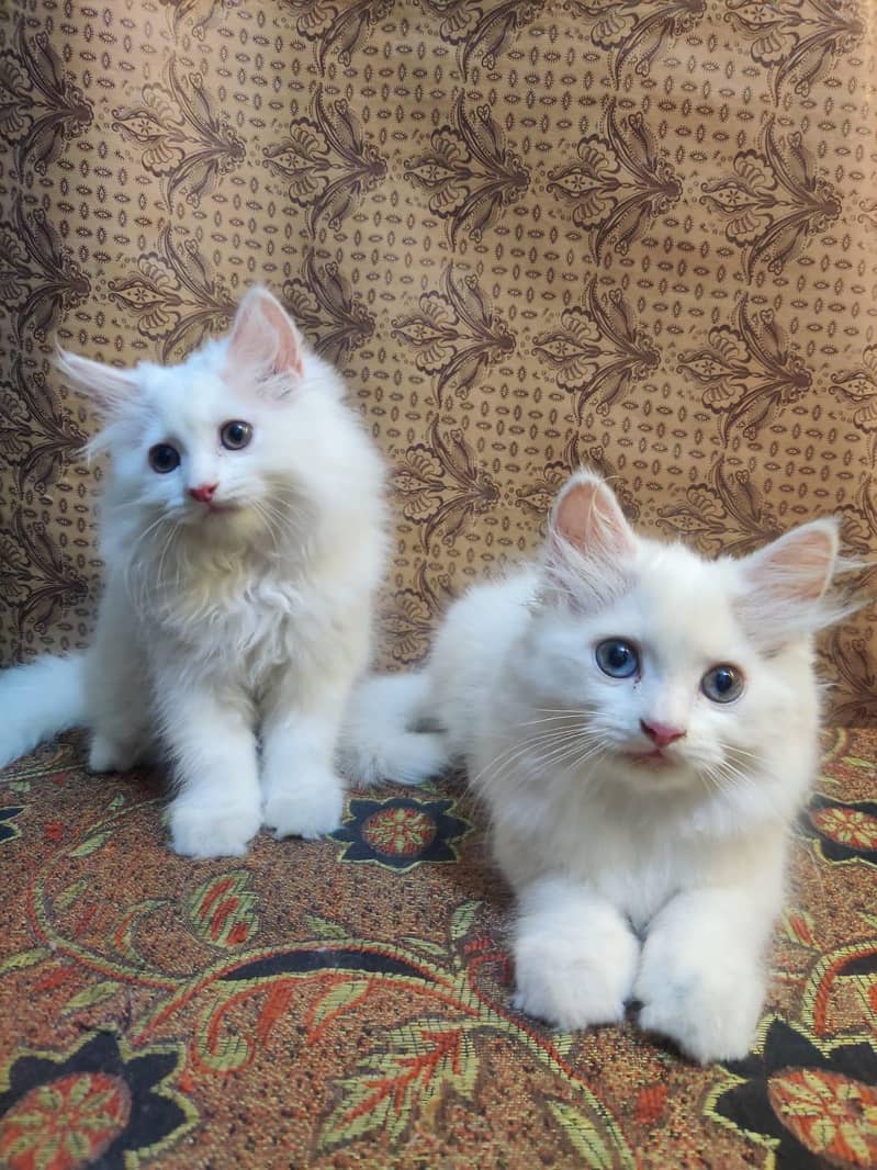 Persian kitten pair for sale - Cats - 1115100040