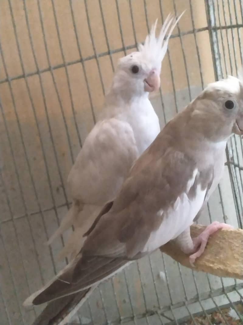 Eno red eye and grey cockatiel chicks - Parrots - 1115122043
